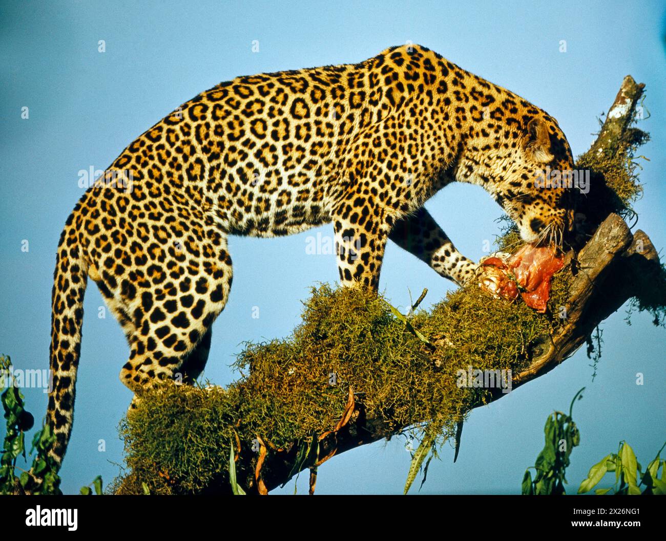 Leopardenhut seine Jagdbeute in einem flechtenbehangenen Baum im ...