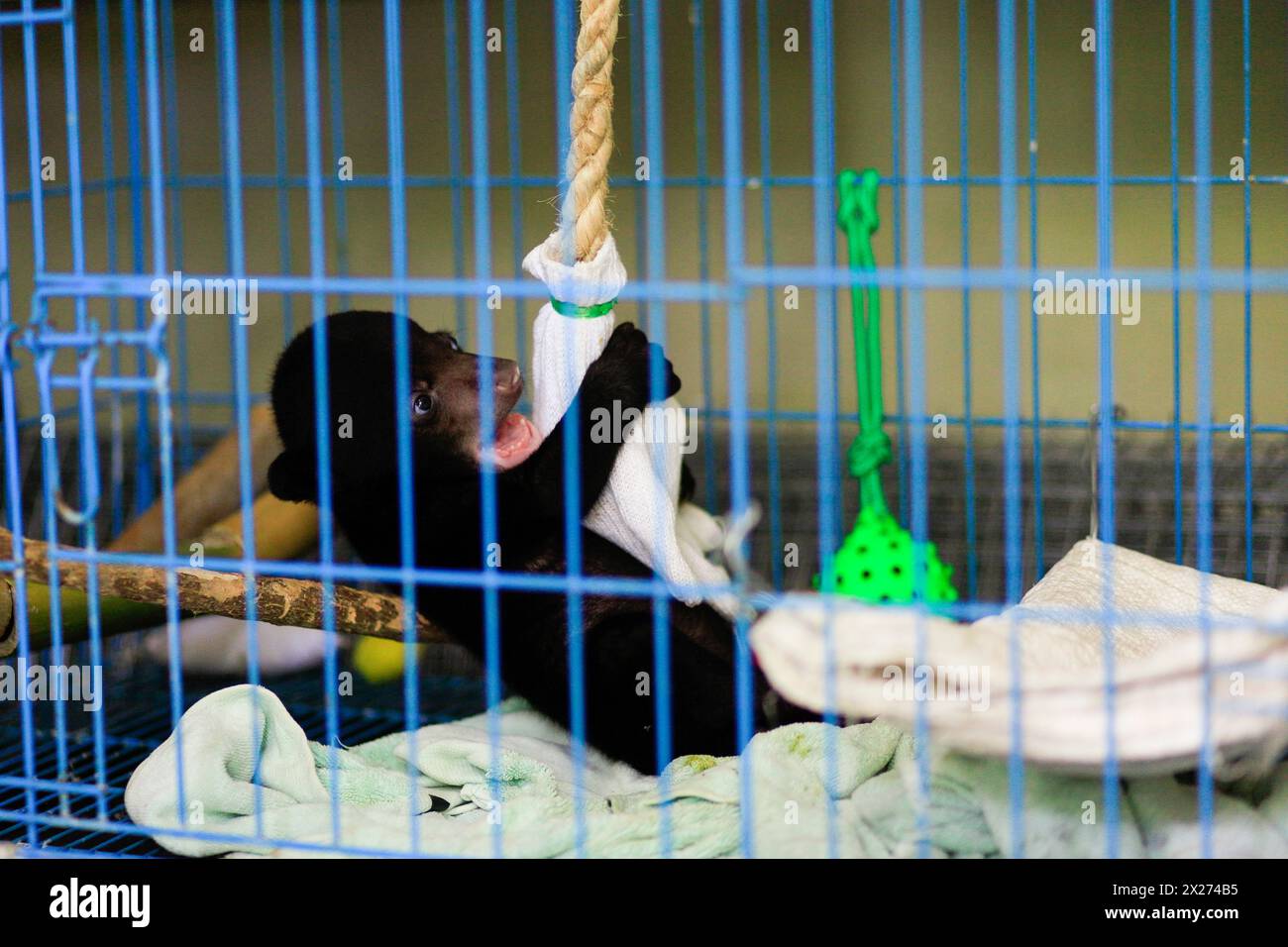 Baby sonnenbär -Fotos und -Bildmaterial in hoher Auflösung – Alamy