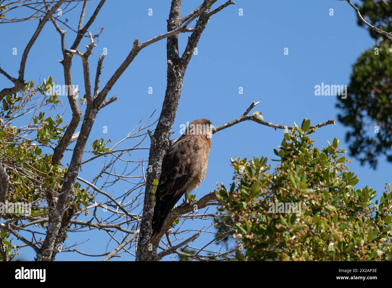 Vertikale Unteransicht des Raptor Chimango Caracara (Daptrius chimango ...