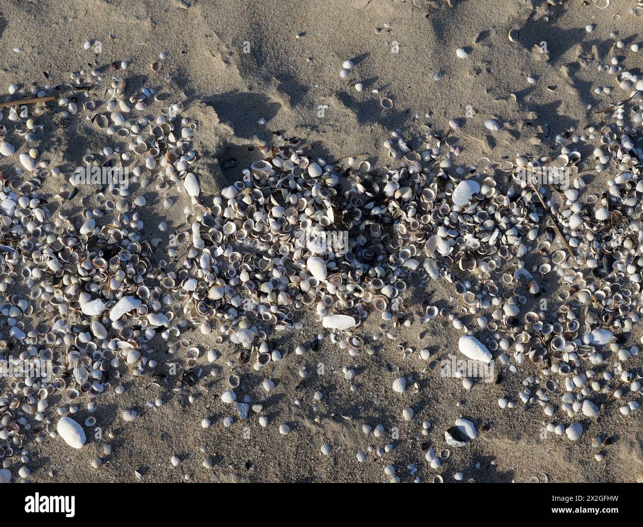 Vielfalt der muschelmorphologie -Fotos und -Bildmaterial in hoher ...