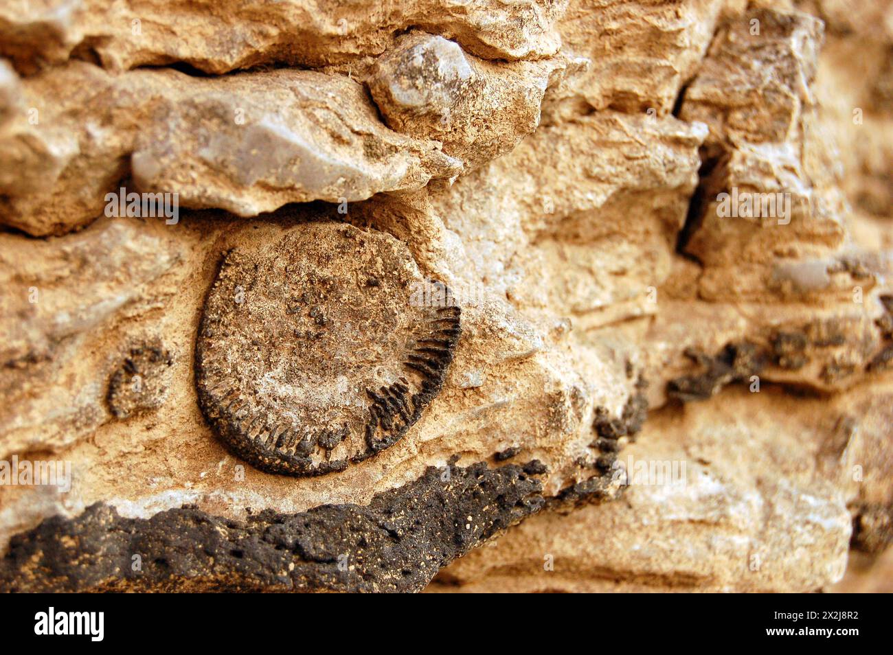 Devonian fossils -Fotos und -Bildmaterial in hoher Auflösung – Alamy