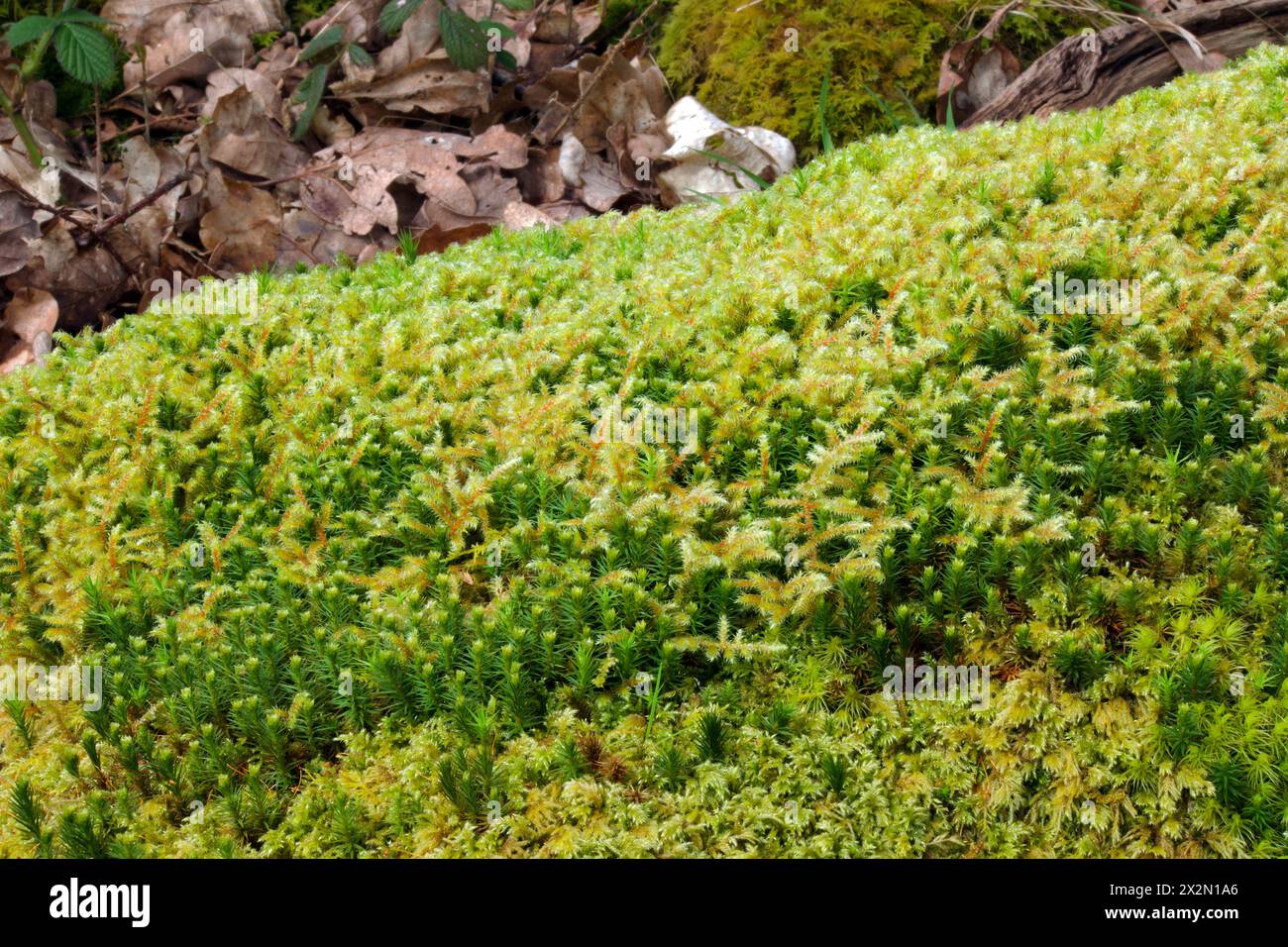 Isothecium myosuroides -Fotos und -Bildmaterial in hoher Auflösung – Alamy