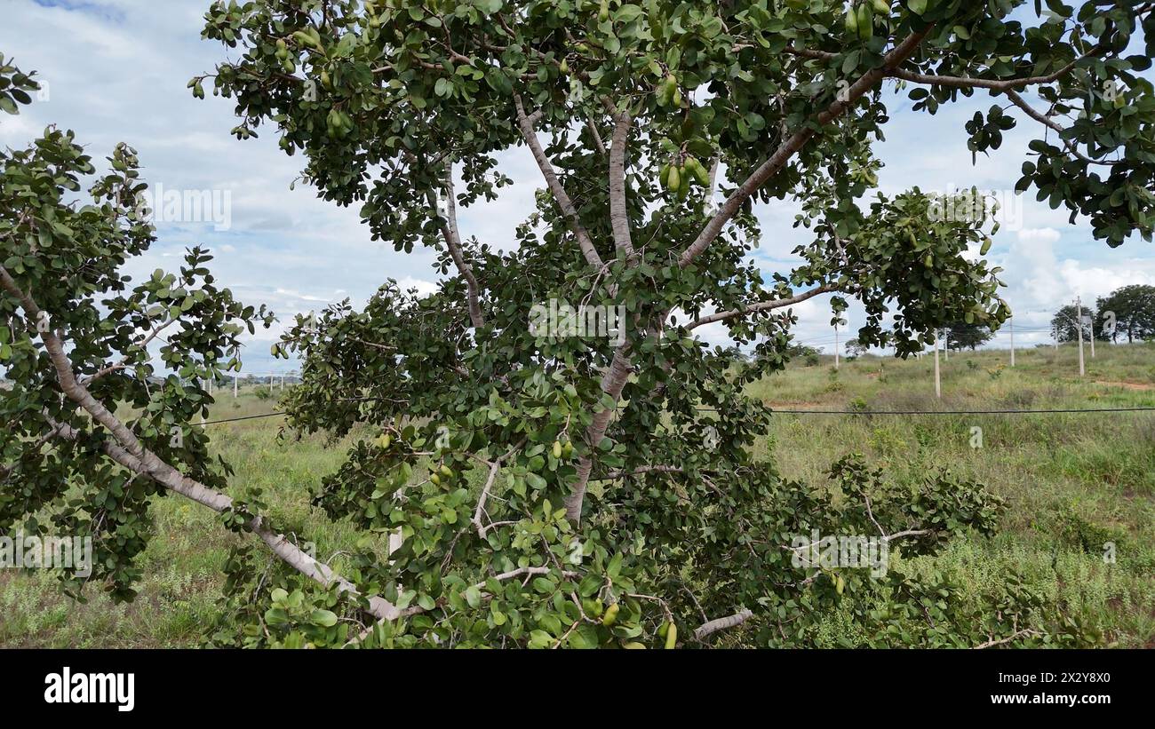 Hymenaea arten -Fotos und -Bildmaterial in hoher Auflösung – Alamy