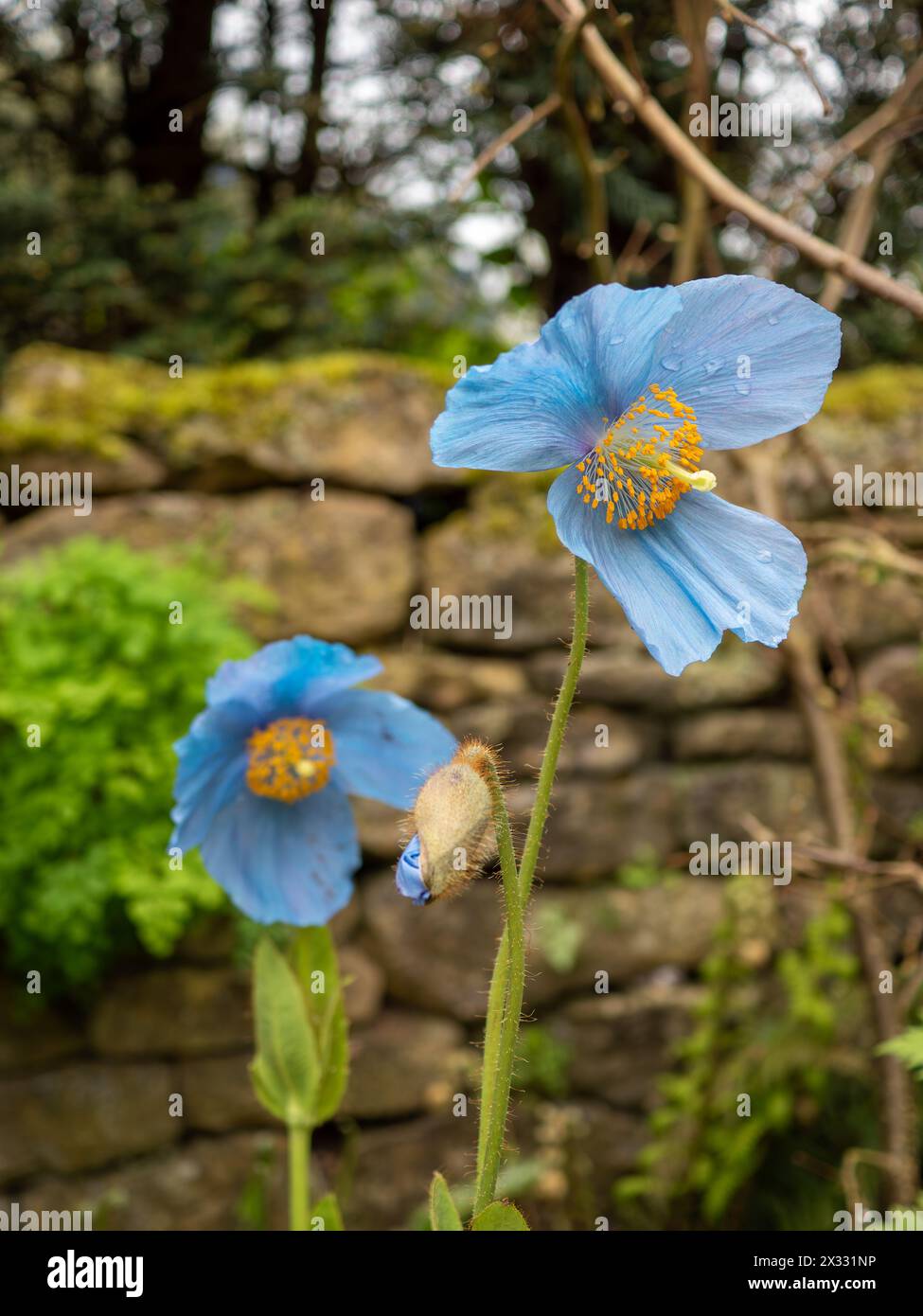 Mecanopsis betonicifolia -Fotos und -Bildmaterial in hoher Auflösung ...