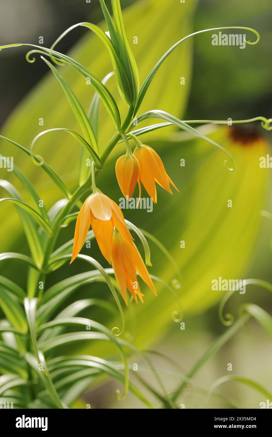 Littonia modesta -Fotos und -Bildmaterial in hoher Auflösung – Alamy
