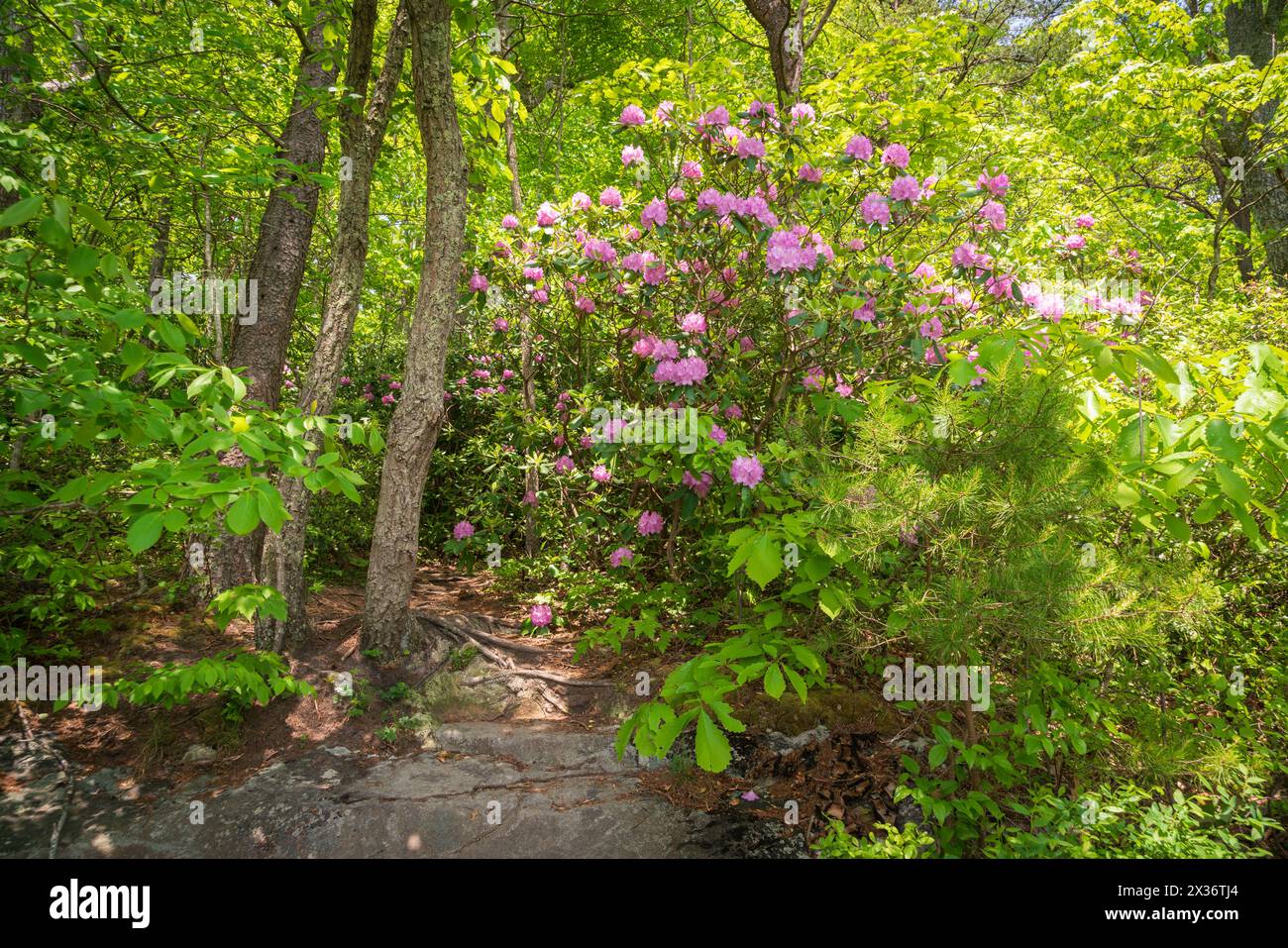 Ein Wanderweg entlang des Ridge im New River Gorge National Park und ...