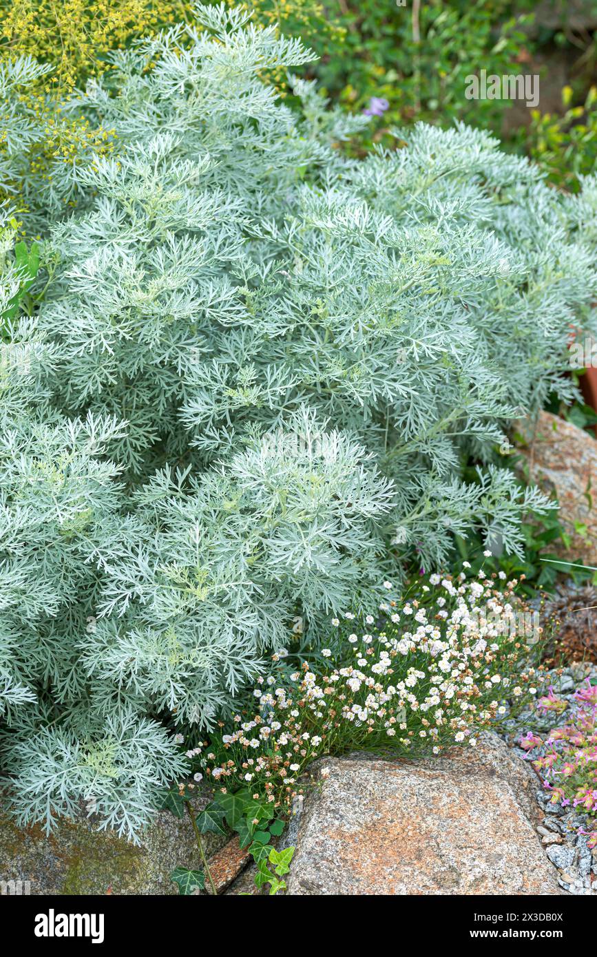 Powis castle artemisia -Fotos und -Bildmaterial in hoher Auflösung – Alamy