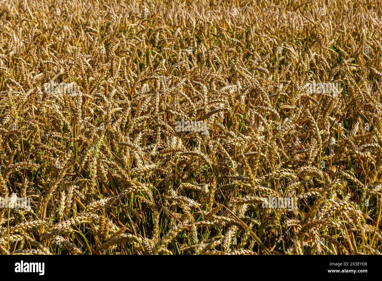 Ackerbau ackerbau anbauen anbauen anbau anbauen anbauen anbauen anbauen ...