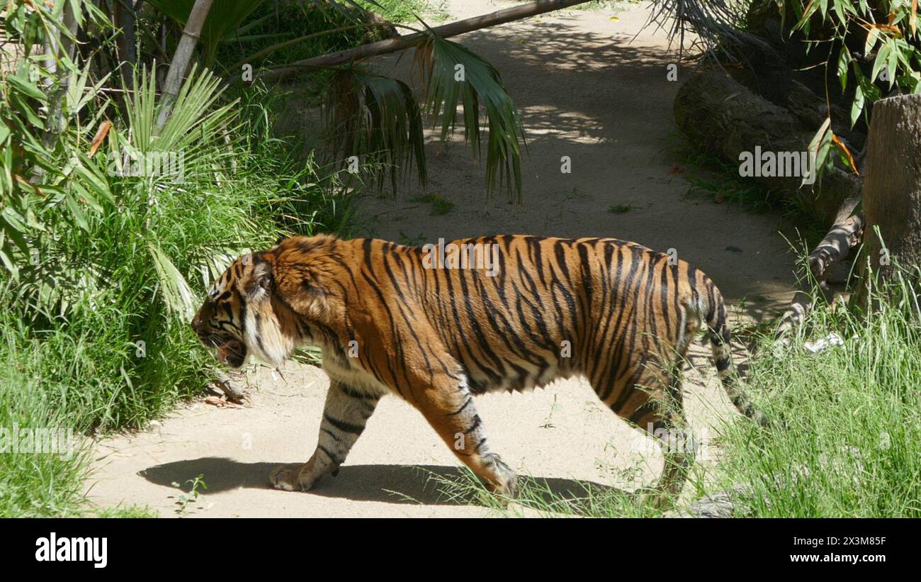 Los Angeles, Kalifornien, USA 26. April 2024 Sumatran Tiger im LA Zoo ...