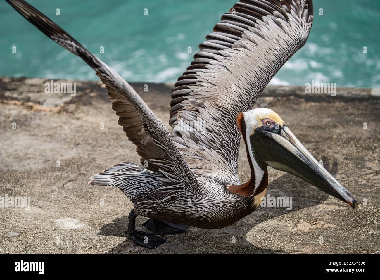 Wunderschöne Pelikane sind Symbole von Florida. Großer, mächtiger Vogel ...