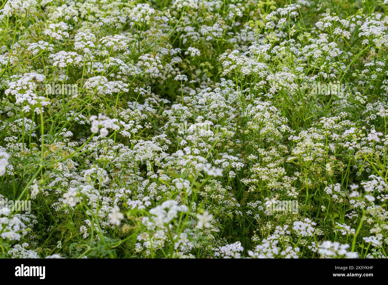 Conium maculatum, umgangssprachlich als Hanlock, Poison Hemlock oder ...