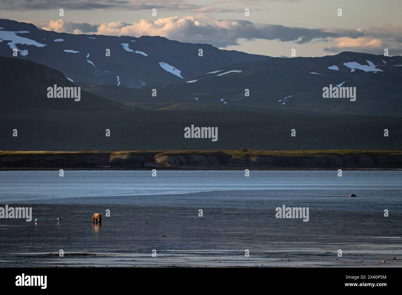 Aleutian range -Fotos und -Bildmaterial in hoher Auflösung – Alamy