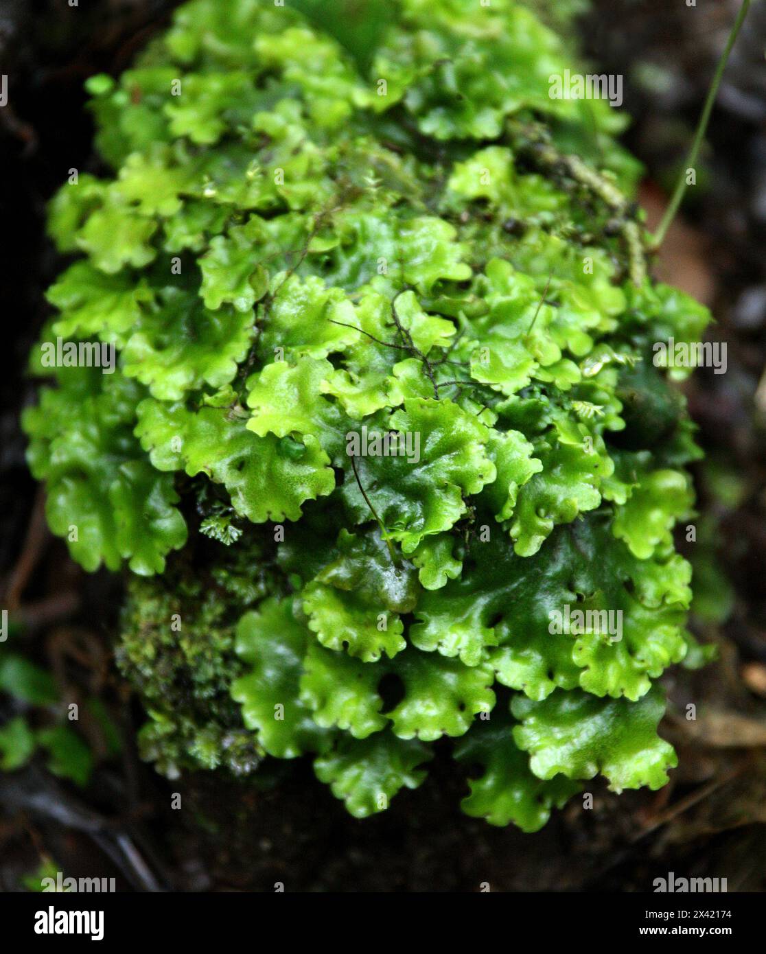 Common pellia -Fotos und -Bildmaterial in hoher Auflösung – Alamy