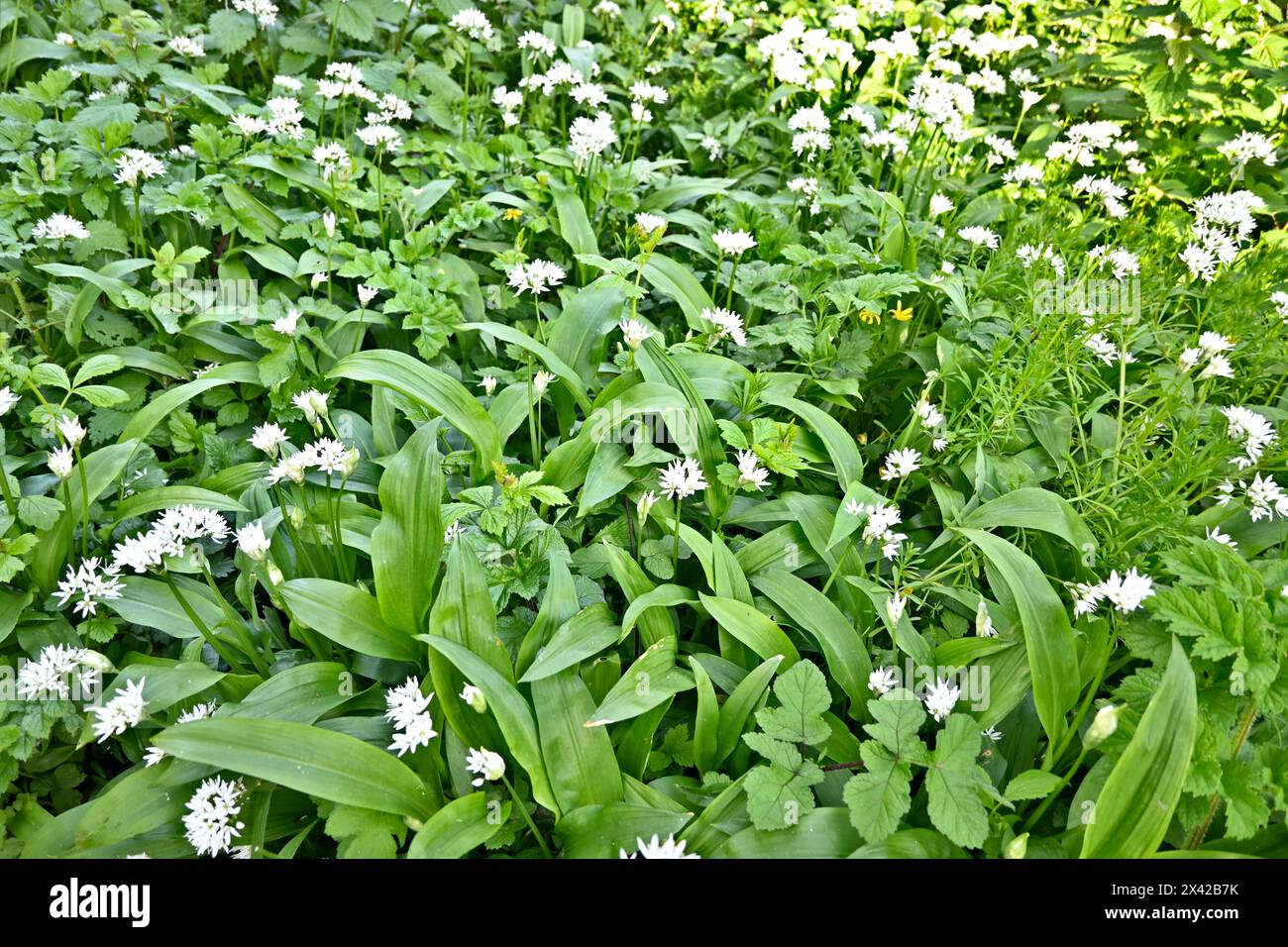 Wilder kuh lauch -Fotos und -Bildmaterial in hoher Auflösung – Alamy