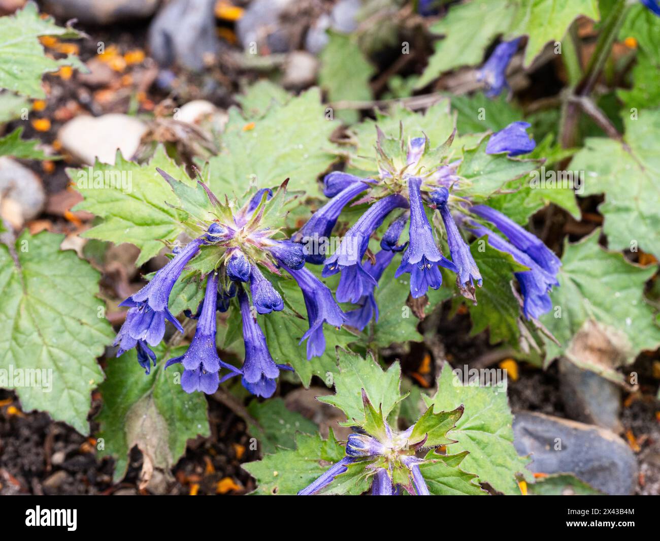 Eine Gruppe der röhrenförmigen blauen Blüten über dem gewellten Laub ...