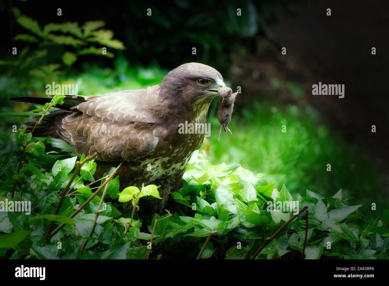 Maeuse bussard -Fotos und -Bildmaterial in hoher Auflösung – Alamy
