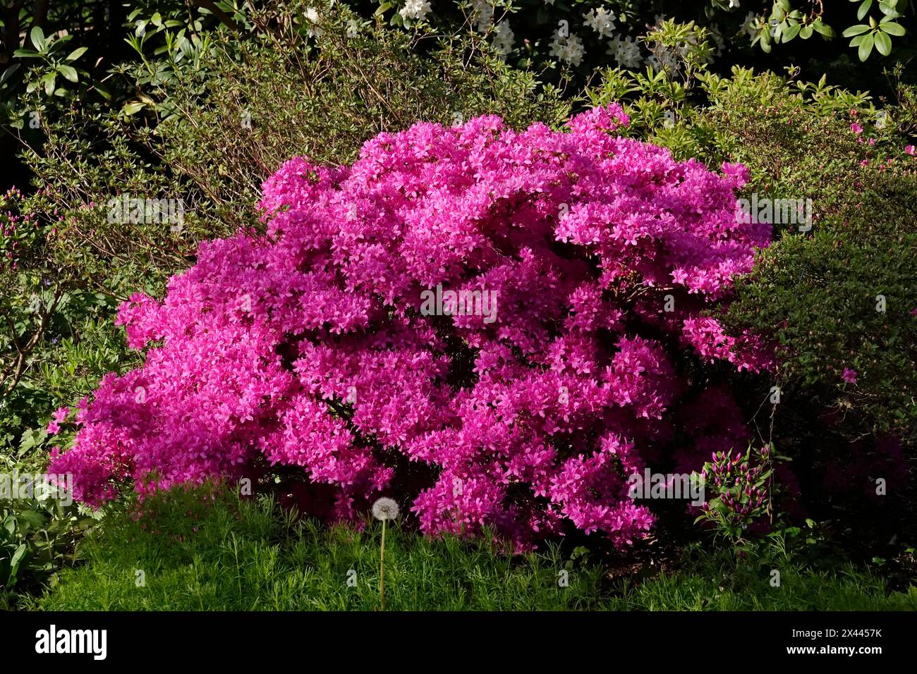 Blühende azalee -Fotos und -Bildmaterial in hoher Auflösung – Alamy