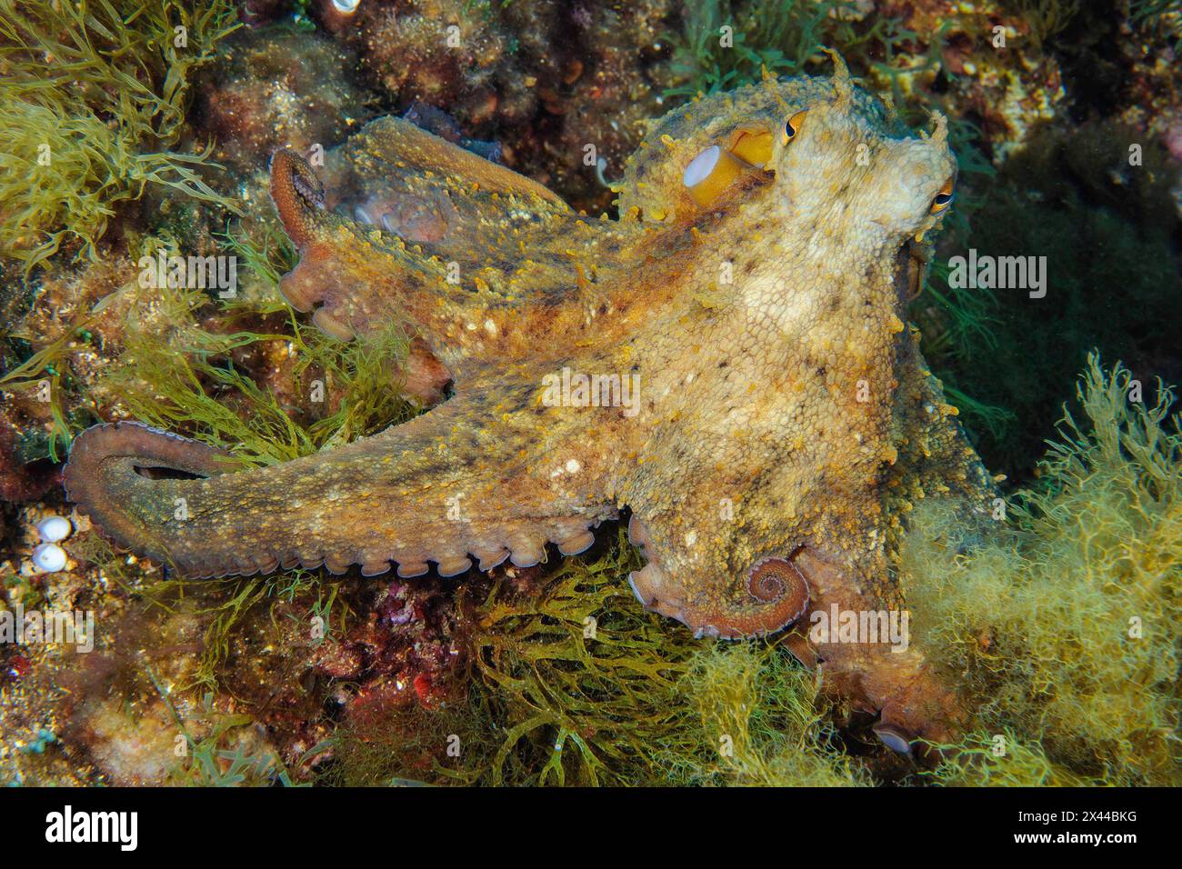 Oktopus (Octopus vulgaris) Tintenfisch Kopffüßer Octopus sitzt in ...