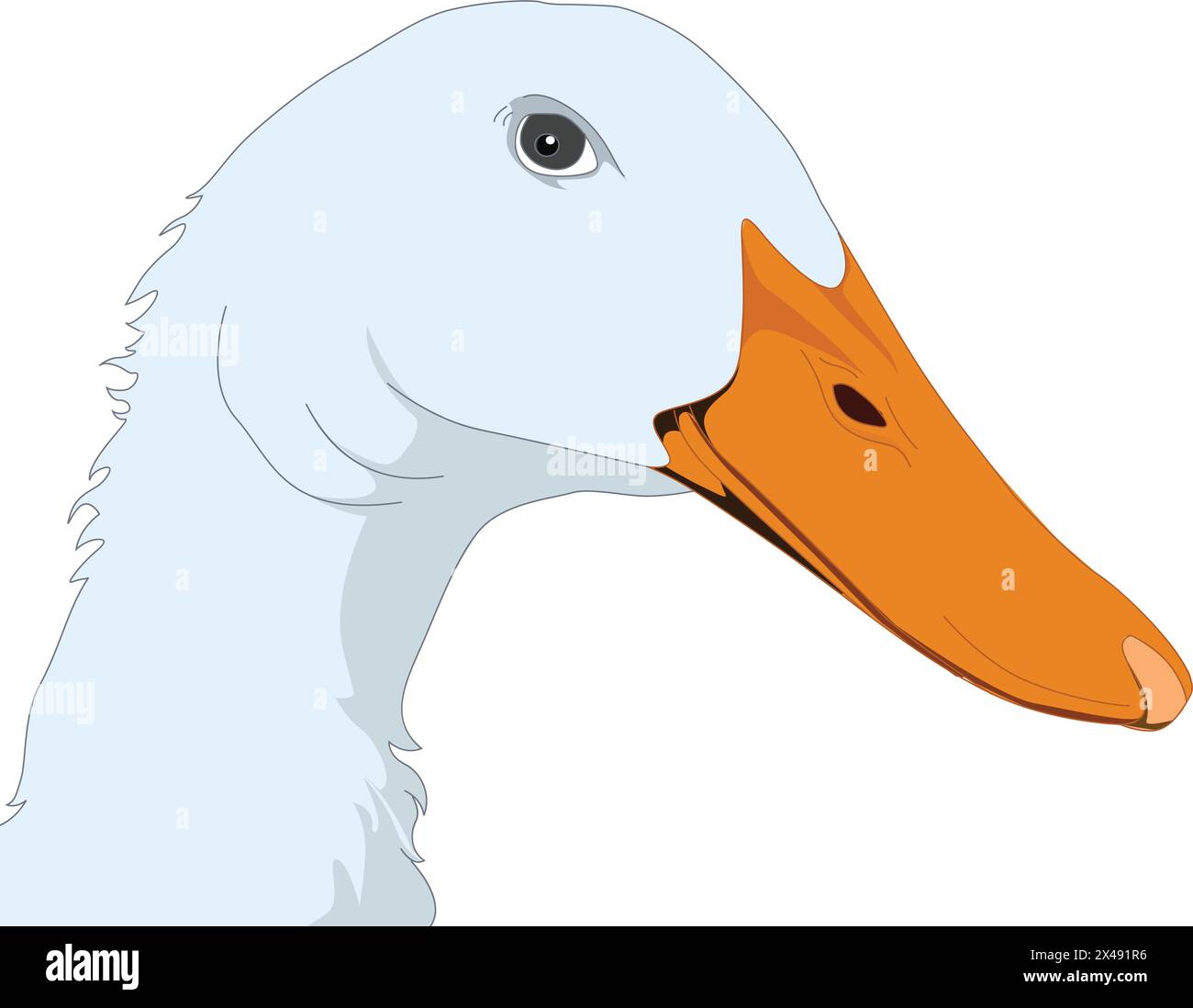 Schnabel feather Stock-Vektorgrafiken kaufen - Alamy