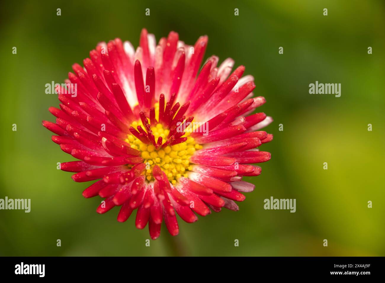 Rote garden -Fotos und -Bildmaterial in hoher Auflösung – Alamy