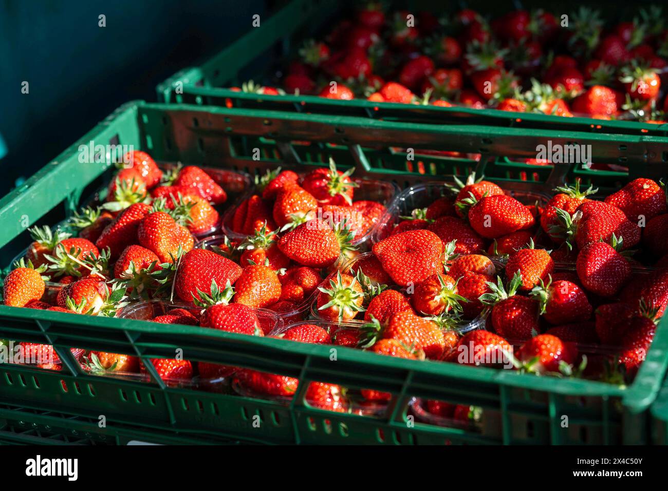 Start der Erdbeersaison Erdbeerernte für den Hofladen Beckers am 02.05.24 in Raderbroich ...