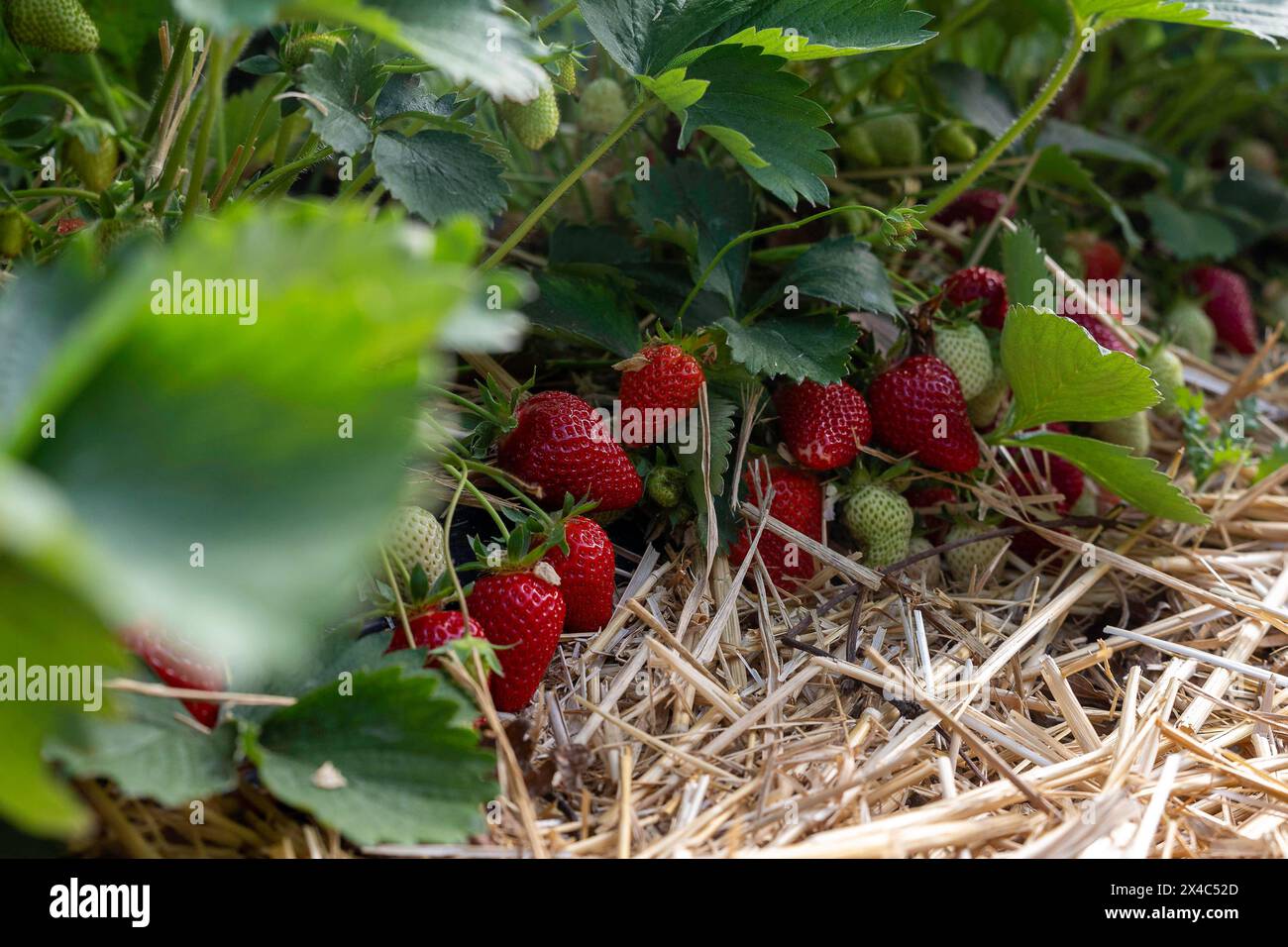 Start der Erdbeersaison Erdbeerernte für den Hofladen Beckers am 02.05.24 in Raderbroich. Reife ...