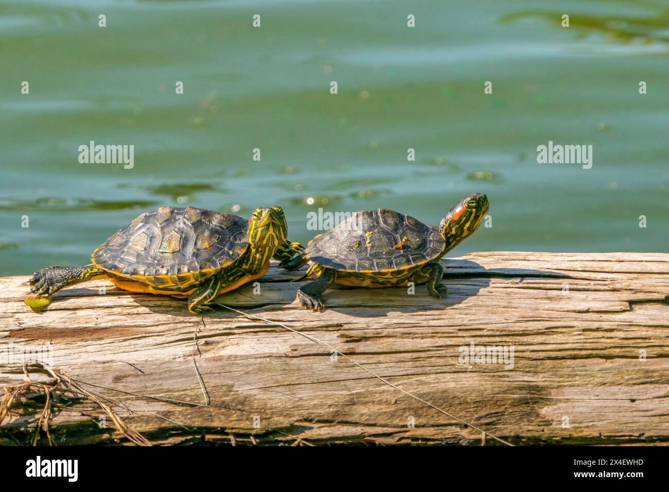 Schildkröten auf dem baumstamm -Fotos und -Bildmaterial in hoher ...