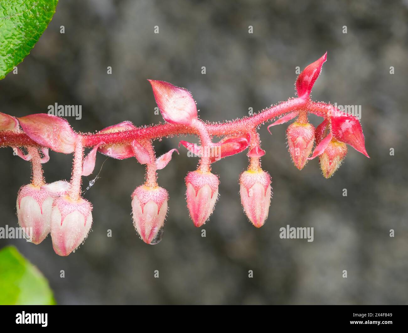 Salal blume -Fotos und -Bildmaterial in hoher Auflösung – Alamy