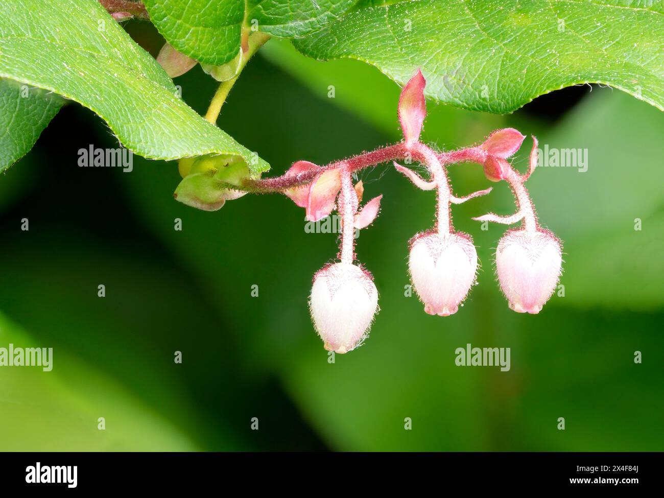 Salal blume -Fotos und -Bildmaterial in hoher Auflösung – Alamy