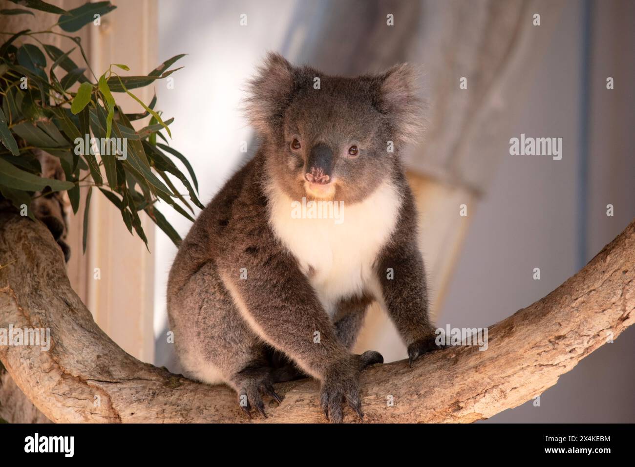 Der Koala hat einen großen runden Kopf, große pelzige Ohren und große ...