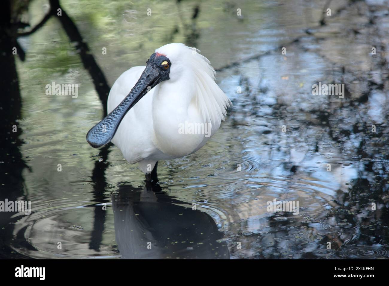 Löffel schnabel -Fotos und -Bildmaterial in hoher Auflösung – Alamy