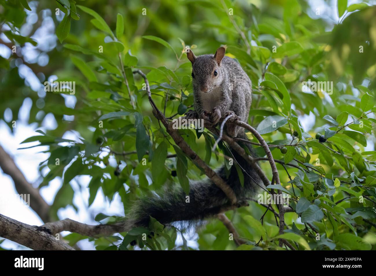 Caribbean rodent -Fotos und -Bildmaterial in hoher Auflösung – Alamy
