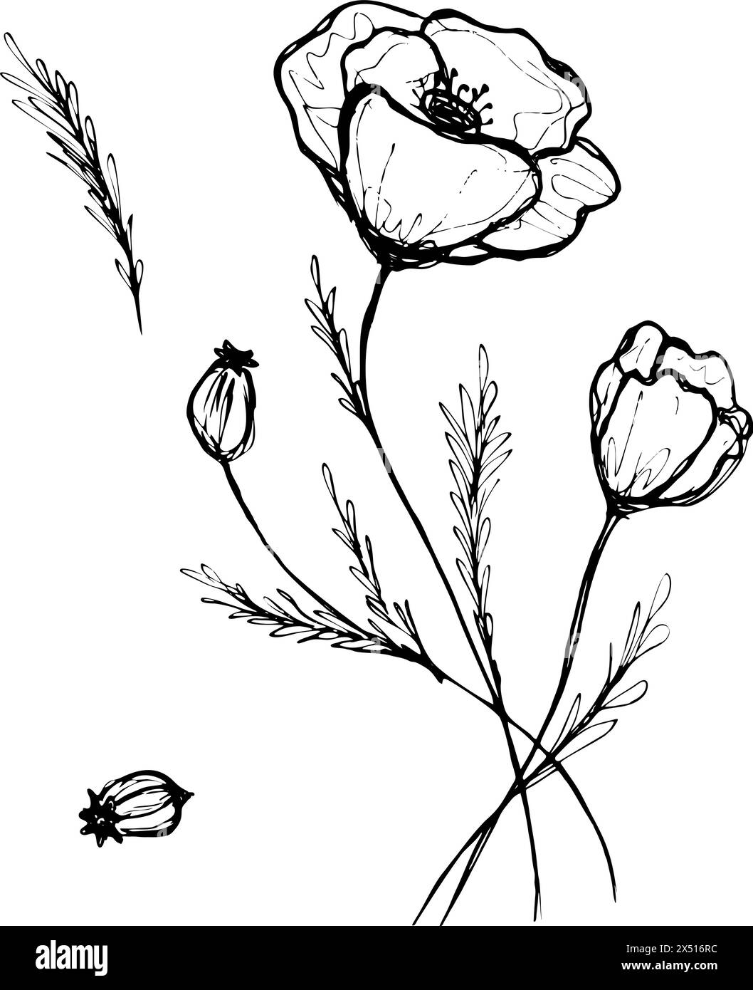 Blumen zeichnen. Mohnblume Clip-Art oder Illustration Stock ...