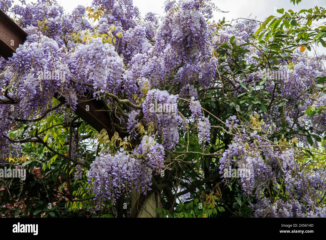 Blühende Glyzinien (lat. Wisteria) in der Maybachstraße, Köln, Deutschland. Bluehende Glyzinie ...