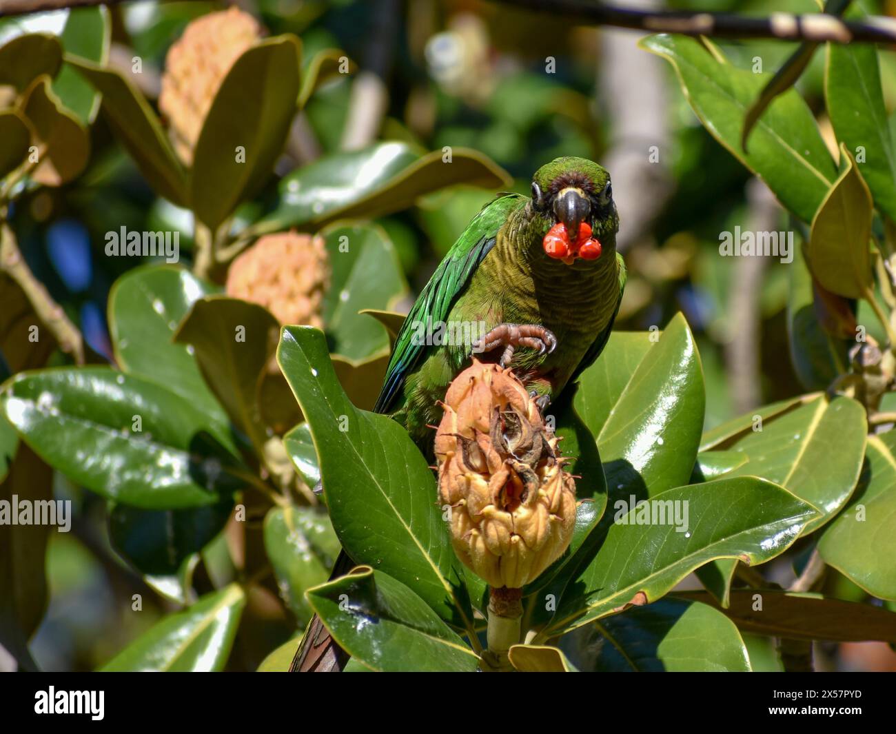 Rotbauchsittich pyrrhura frontalis -Fotos und -Bildmaterial in hoher ...