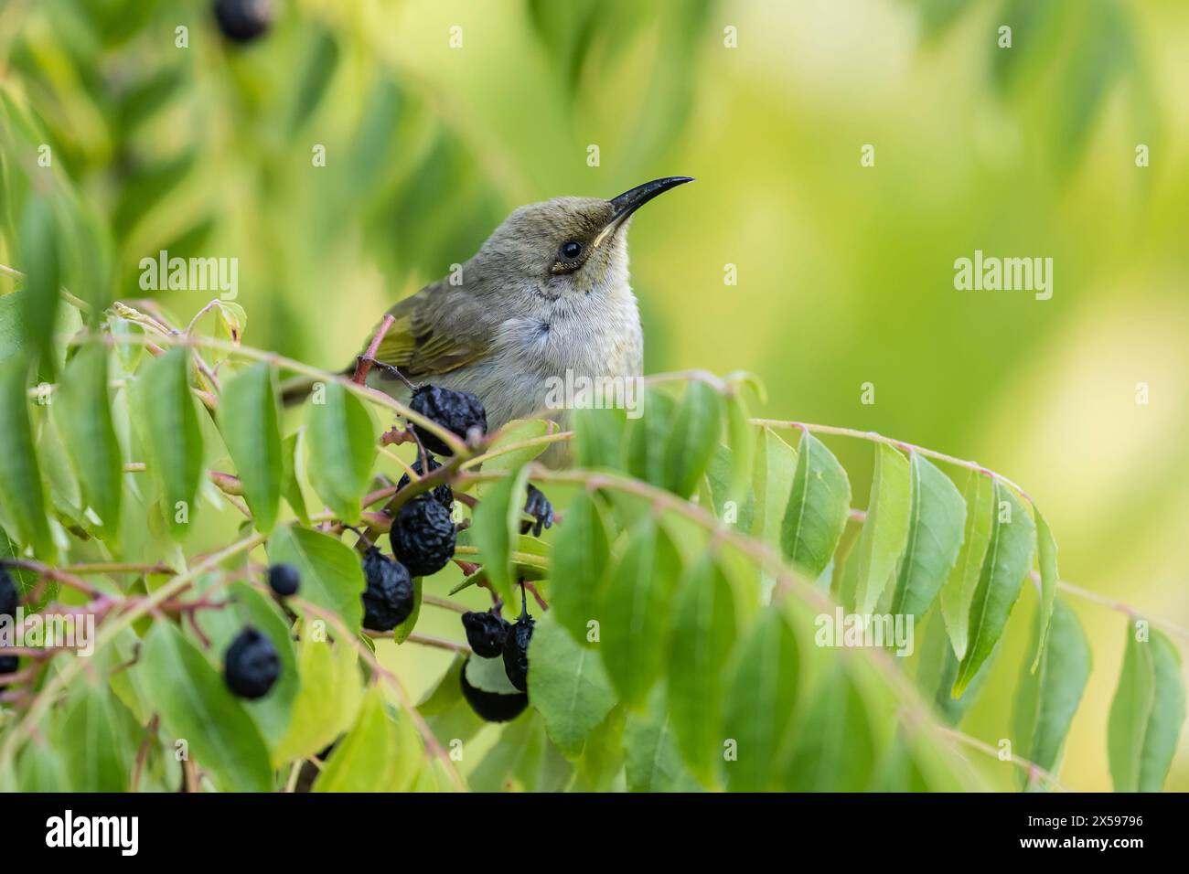 Fauna de currucas -Fotos und -Bildmaterial in hoher Auflösung – Alamy