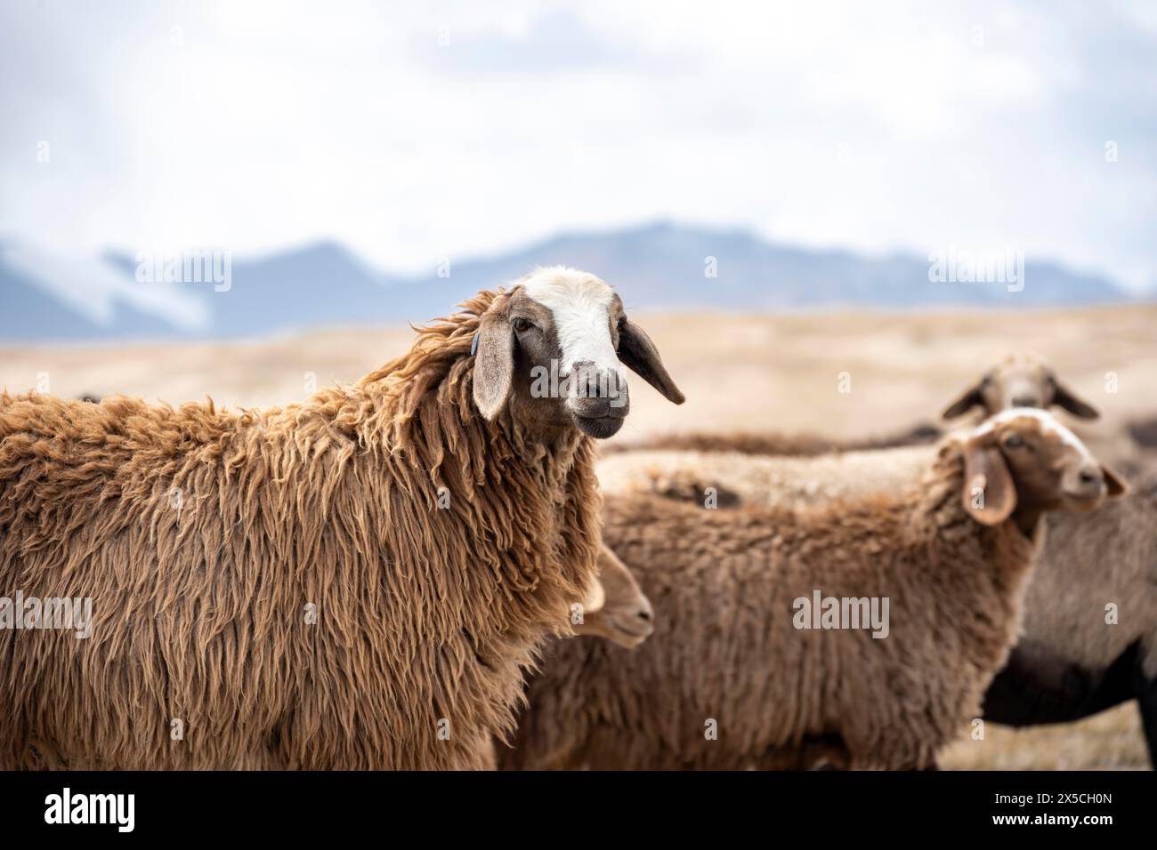 Shan das schaf -Fotos und -Bildmaterial in hoher Auflösung – Alamy