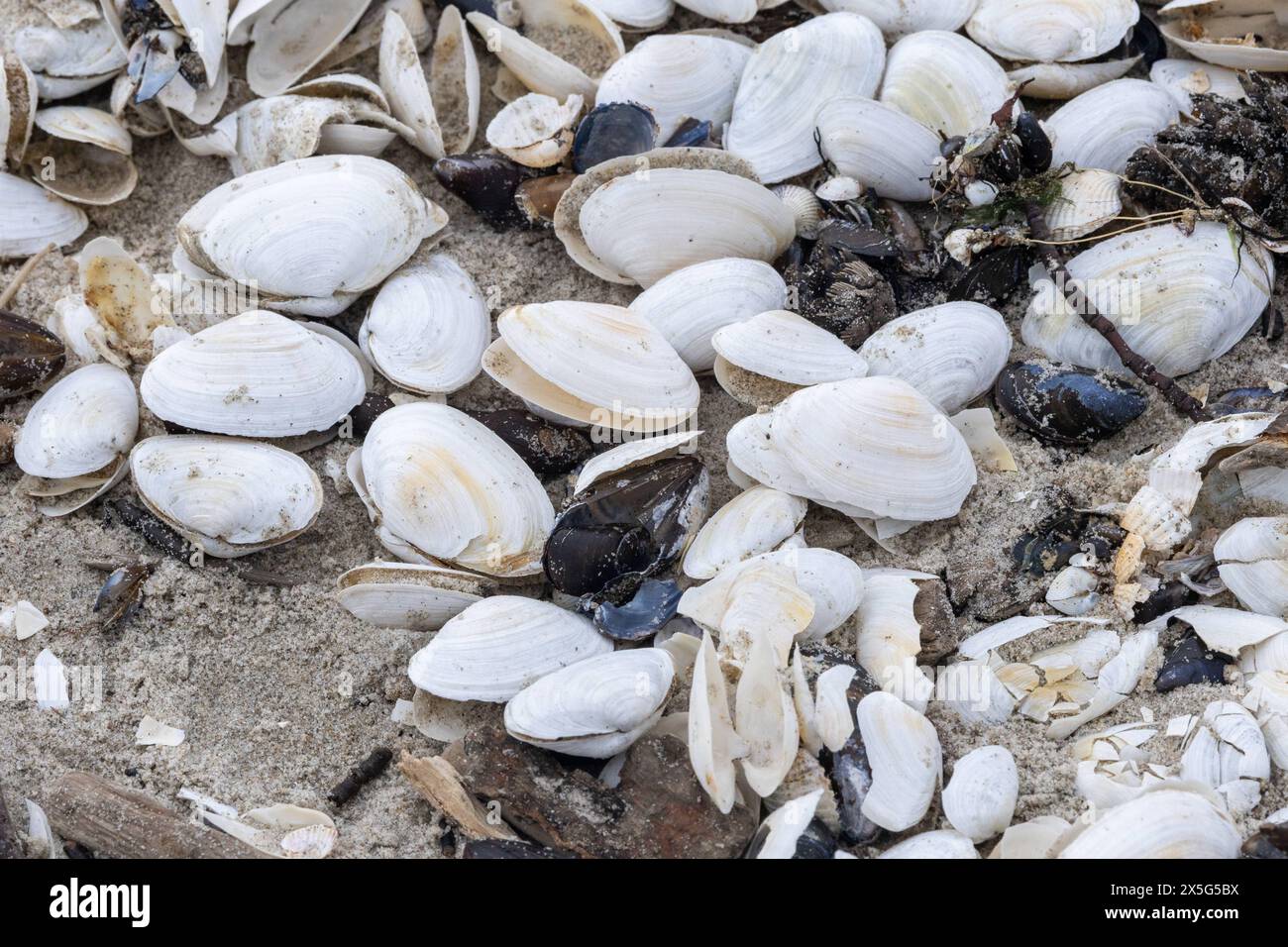Muscheln am Strand Sandklaffmuscheln, Miesmuscheln und Herzmuscheln ...