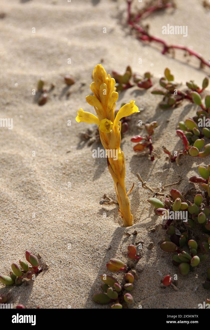 Cistanche cistanche phelypaea -Fotos und -Bildmaterial in hoher ...