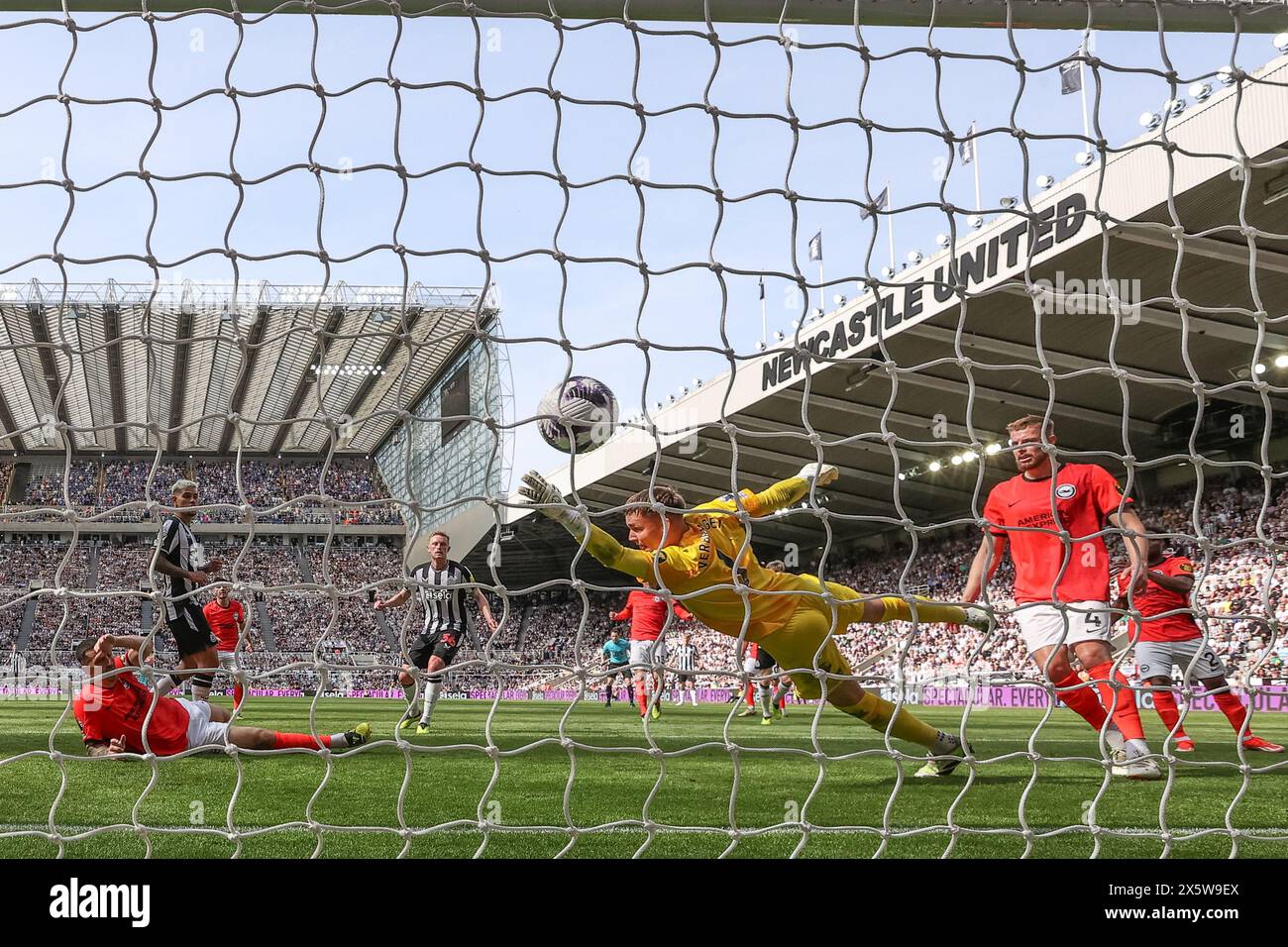 Sean Longstaff von Newcastle United trifft Bart Verbruggen aus Brighton ...