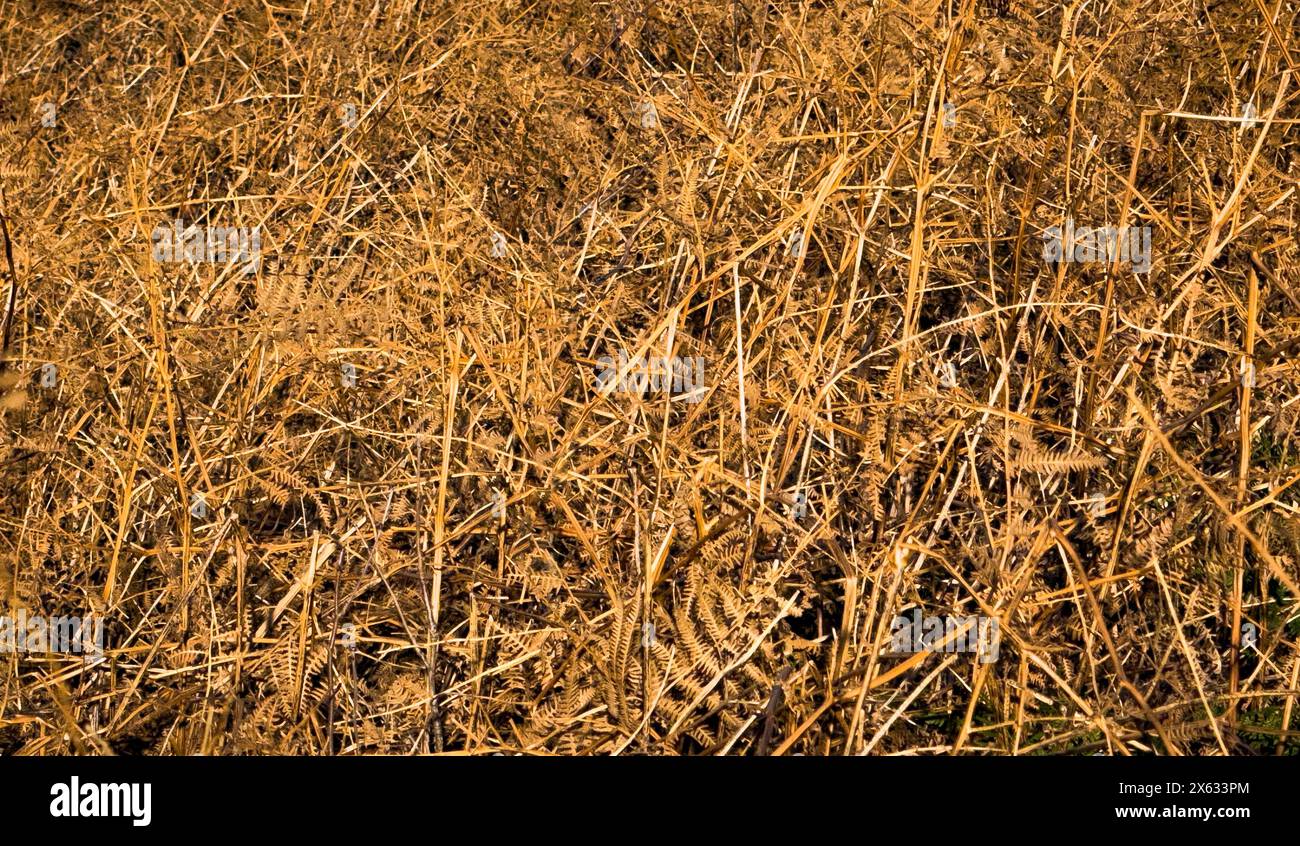 Brown bracken -Fotos und -Bildmaterial in hoher Auflösung – Alamy