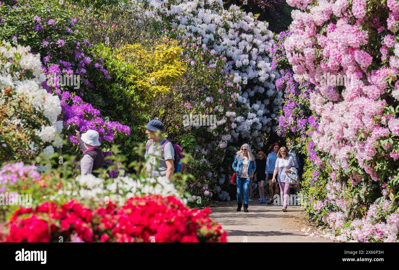 Die Menschen genießen das warme Wetter, wenn Rhododendrons in voller ...