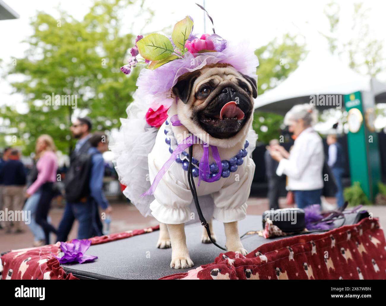 Hunderassen vorgestellt -Fotos und -Bildmaterial in hoher Auflösung ...