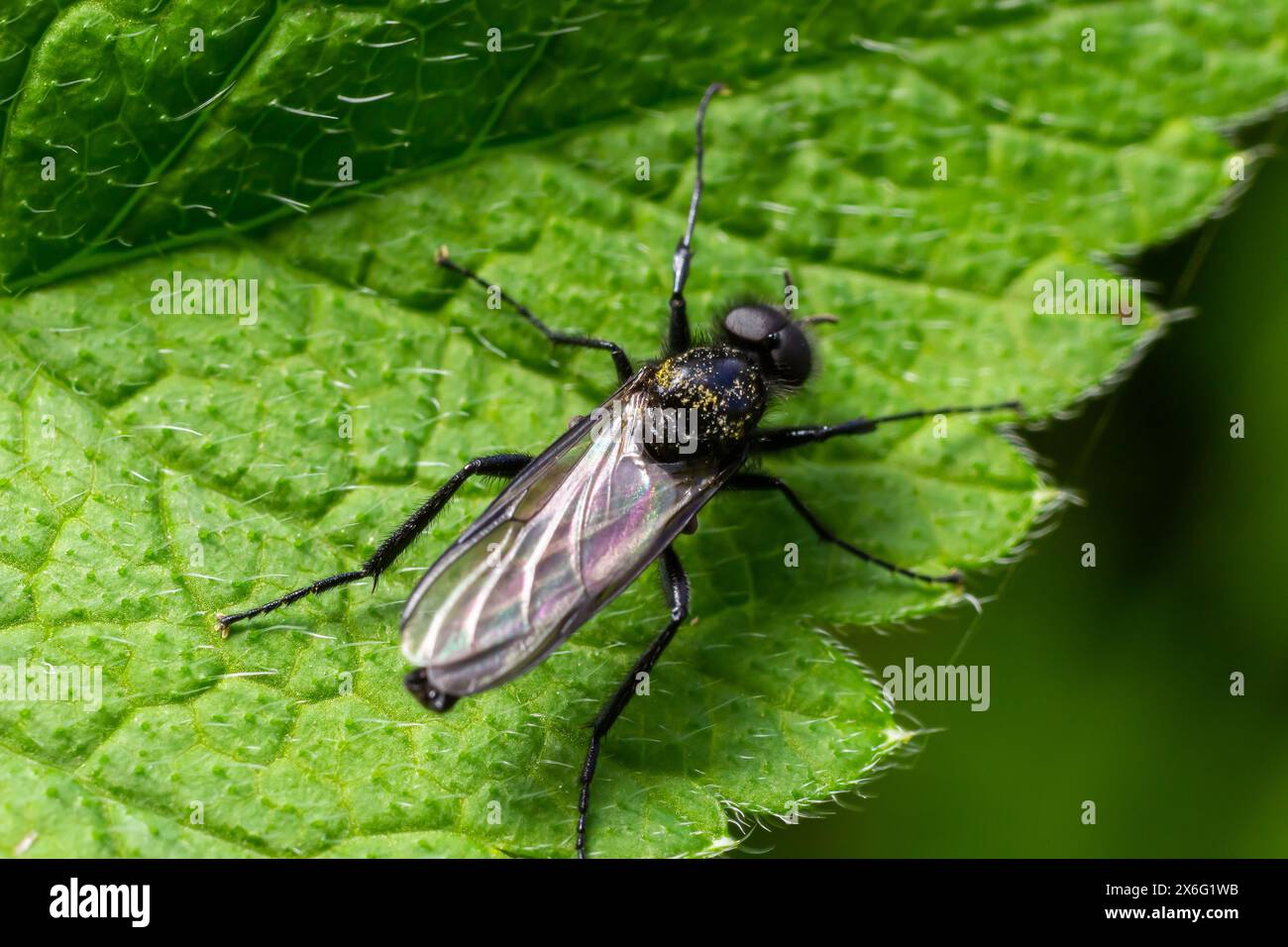 Bibio marci ist eine Fliege aus der Familie Bibionidae, genannt ...
