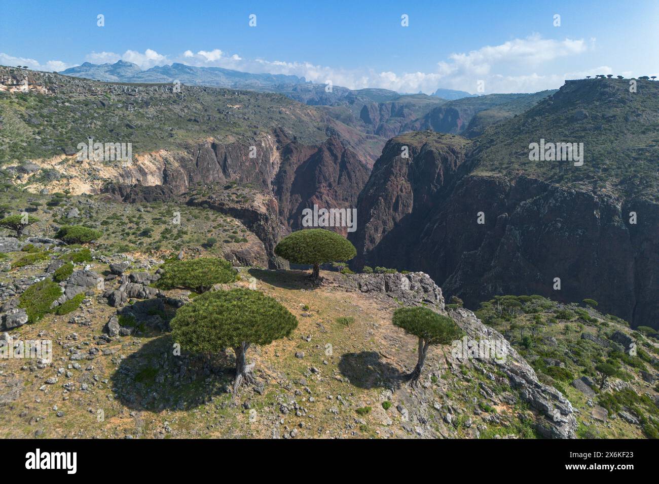 Aus der Vogelperspektive der Socotra-Drachen's Blutbäume (Dracaena ...