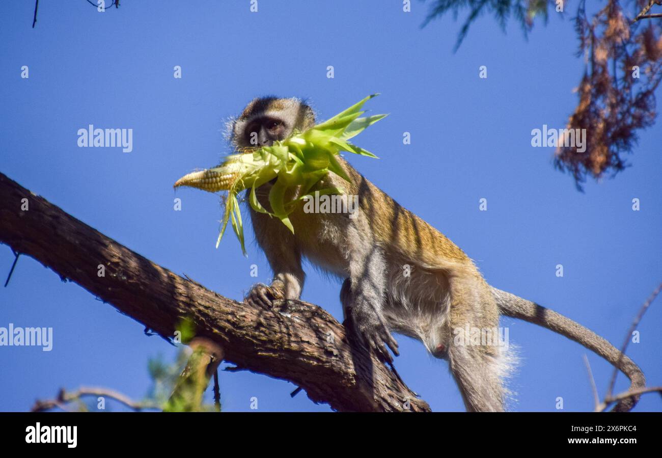 Simbabwe. April 2024. Ein Eisenkraut (lat. Chlorocebus pygerythrus ...