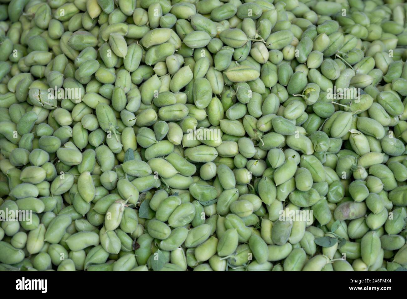 Blick von oben auf Kichererbsen, die noch grün und roh frisch zum ...