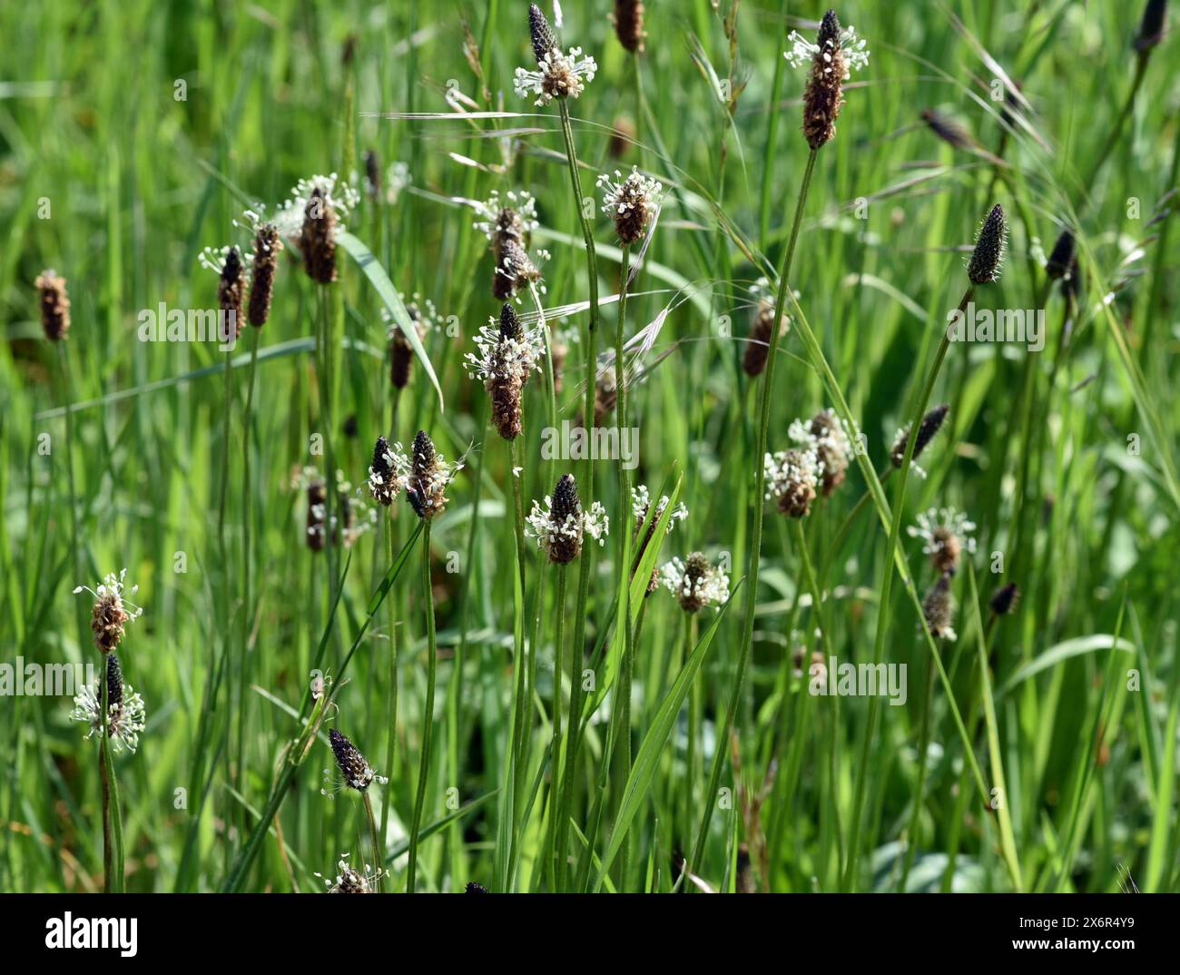 Spitzwegerich, Plantago lanceolata, ist eine wichtige Heil- und ...