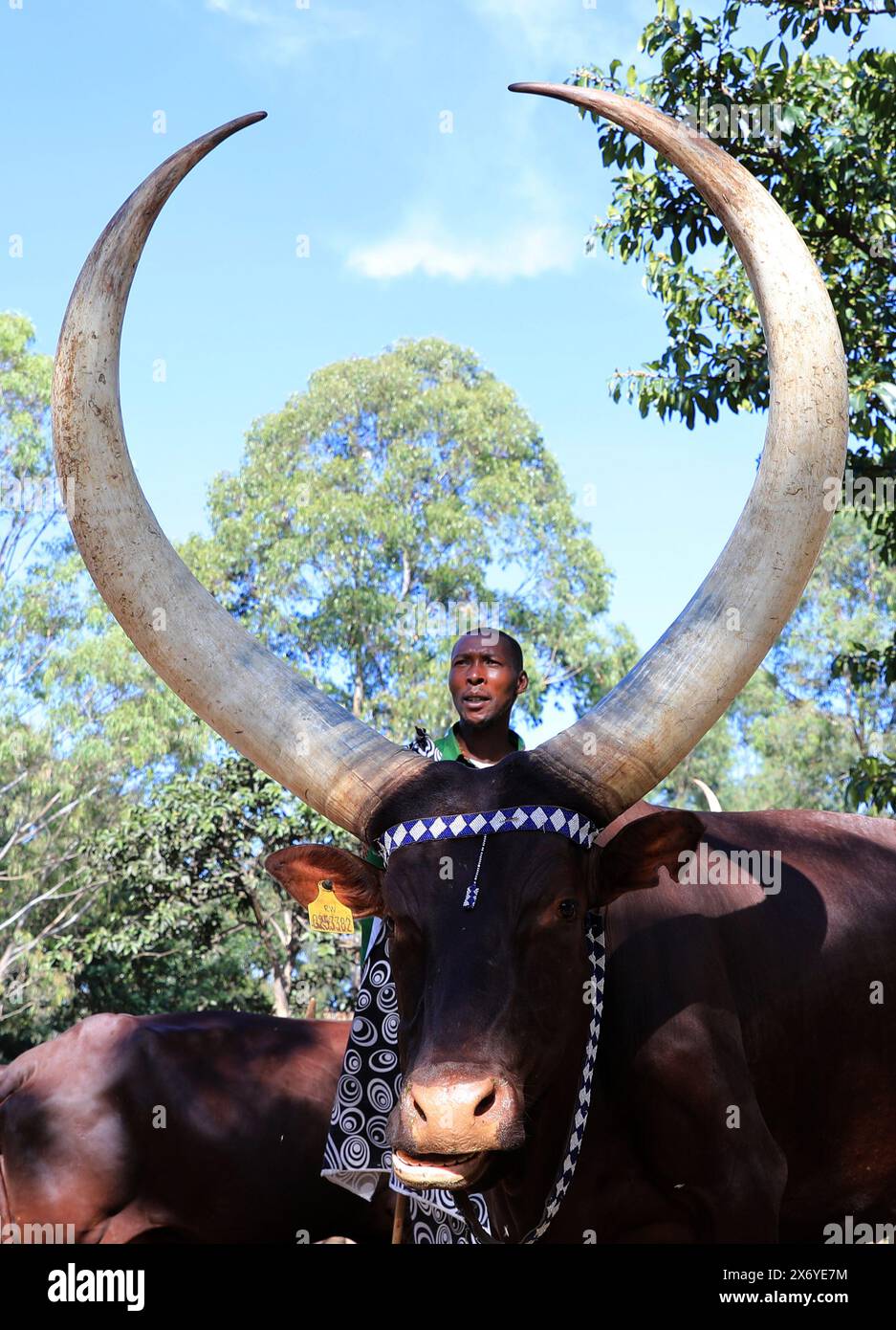 Nyanza, Ruanda. April 2024. Ein Züchter singt Lieder für eine ...