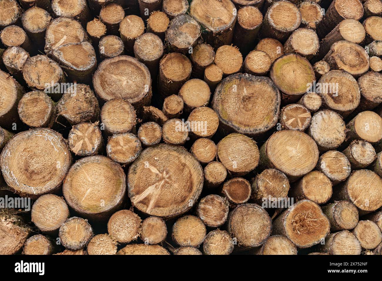 Plantas utilizadas en la industria -Fotos und -Bildmaterial in hoher ...